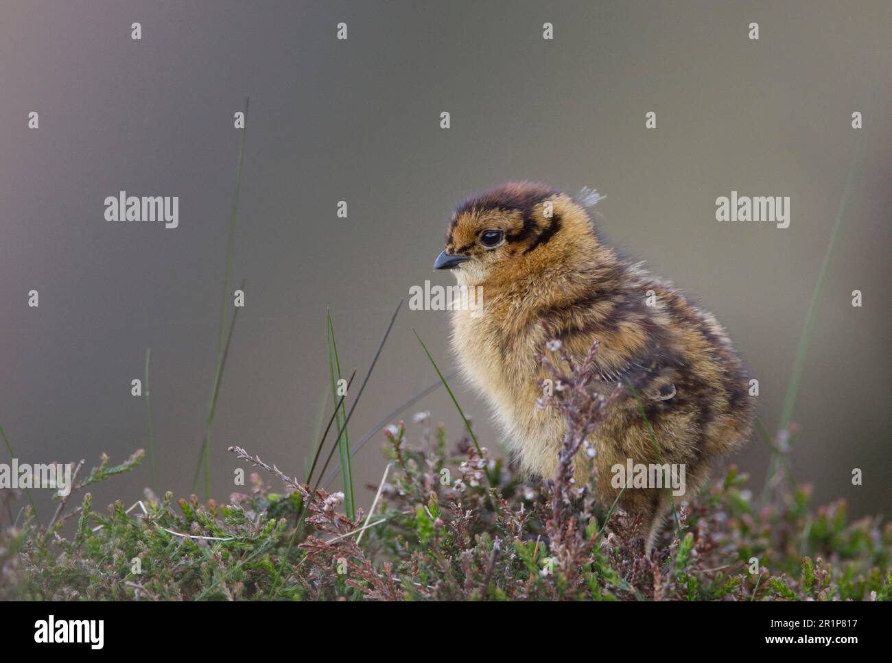 Grouse chick hi-res stock photography and images - Alamy