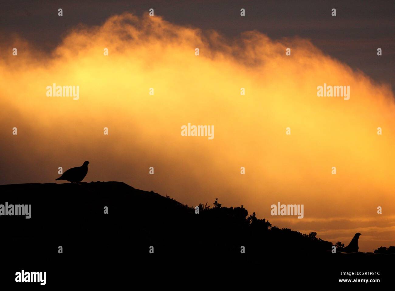 Red grouses (Lagopus lagopus scoticus), Ptarmigan, Ptarmigan, Chicken ...