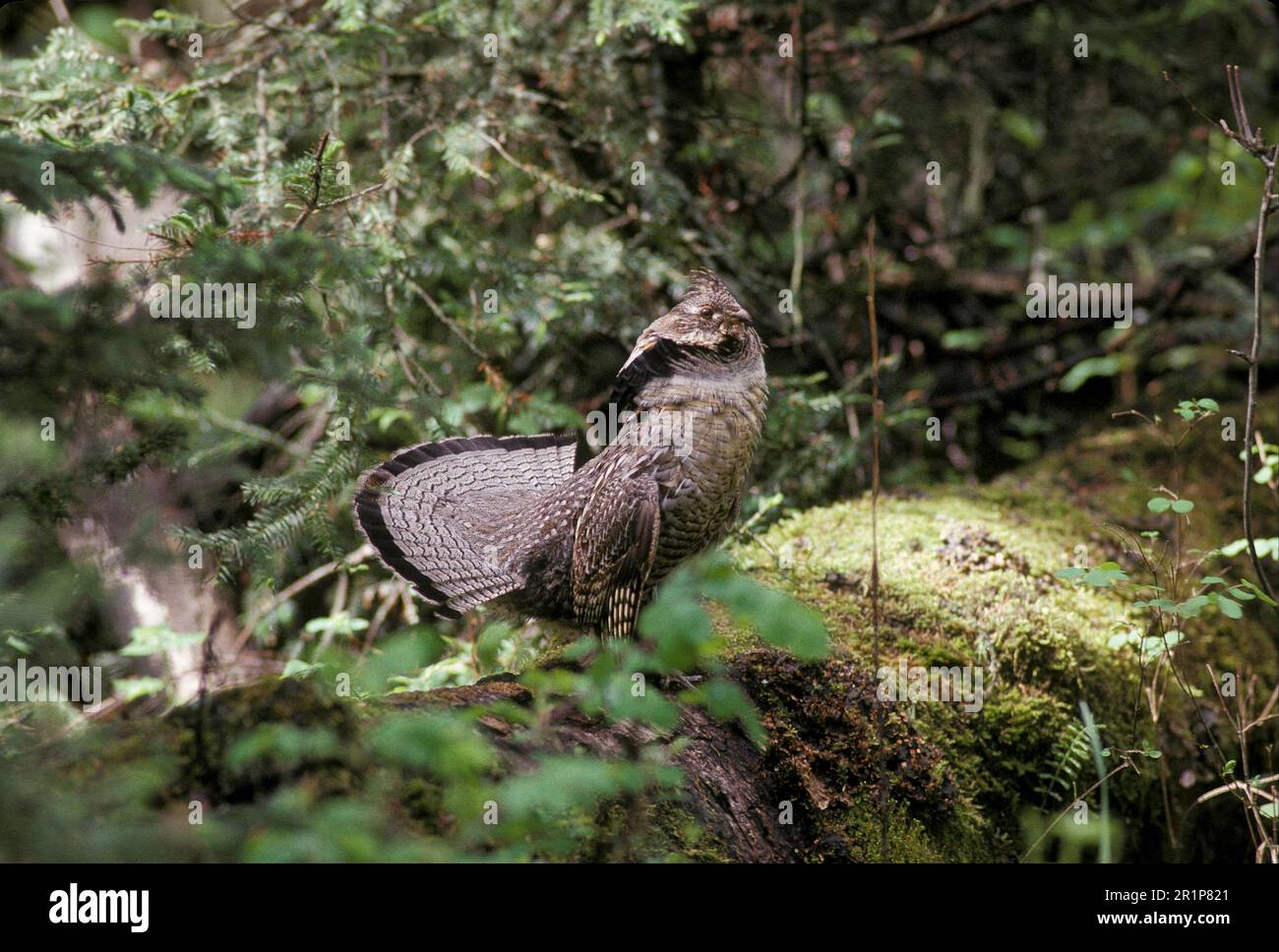 Ruffed grouse (Bonasa umbellus), Ruffed Grouse, Chicken Bird, Grouse ...