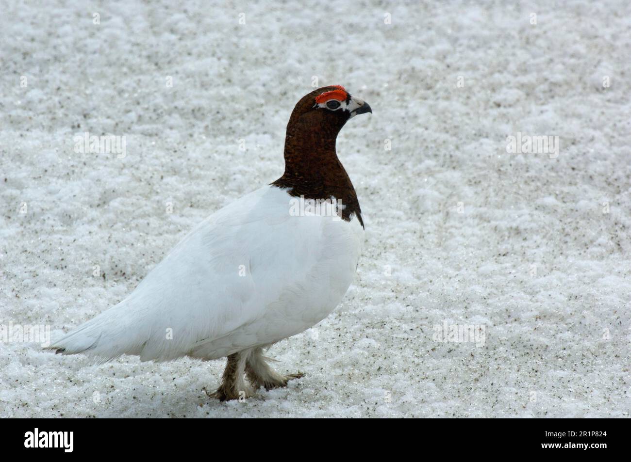 Willow ptarmigans (Lagopus lagopus), ptarmigan, ptarmigan, chicken ...