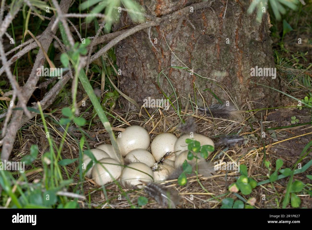 Chukar Partridge Eggs
