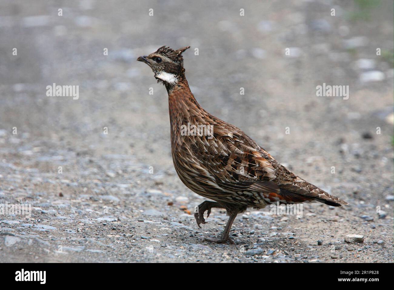 Common koklass pheasant (Pucrasia macrolopha), adult female, with ...