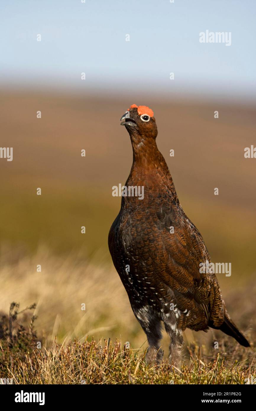 Scottish Grouse, red grouses (Lagopus lagopus scoticus), Ptarmigan ...