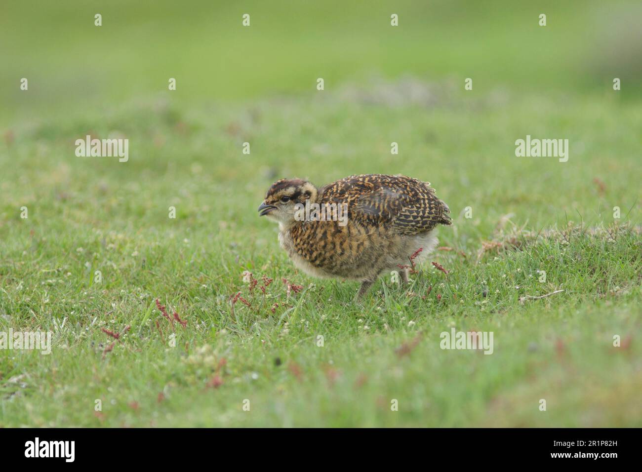 Scottish Grouse, red grouses (Lagopus lagopus scoticus), Ptarmigan ...