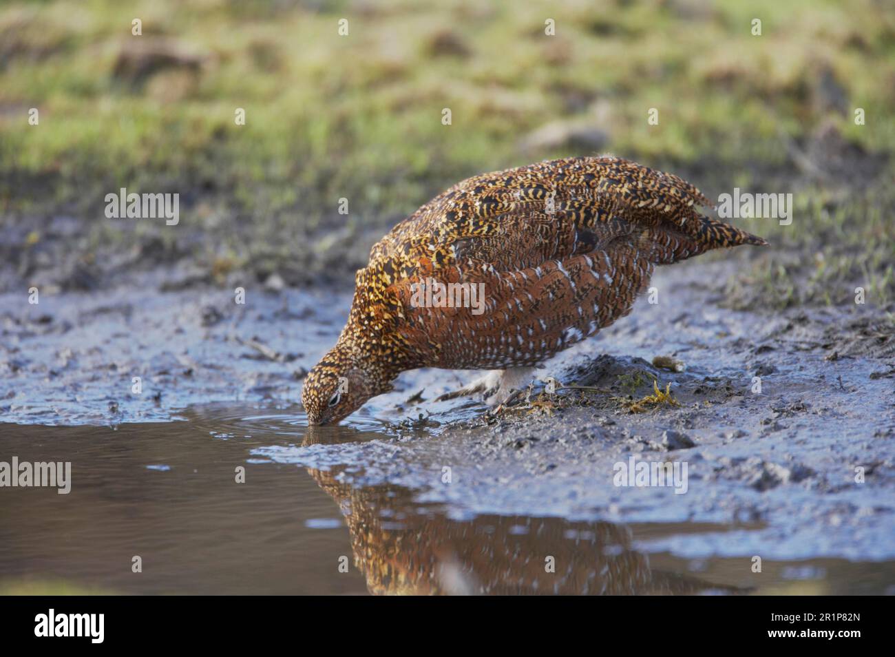 Scottish Grouse, red grouses (Lagopus lagopus scoticus), Ptarmigan ...