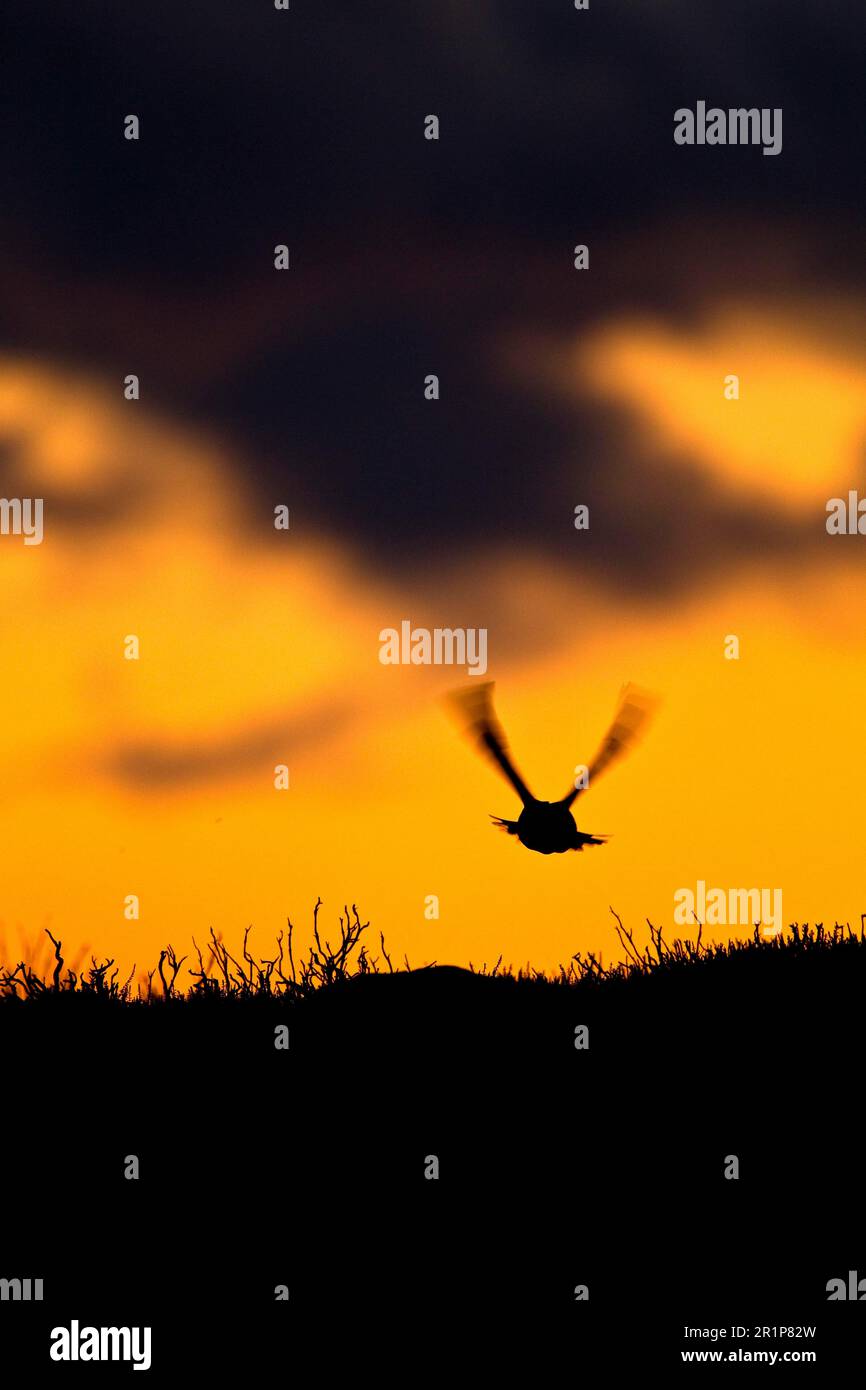 Scottish Grouse, red grouses (Lagopus lagopus scoticus), Ptarmigan ...