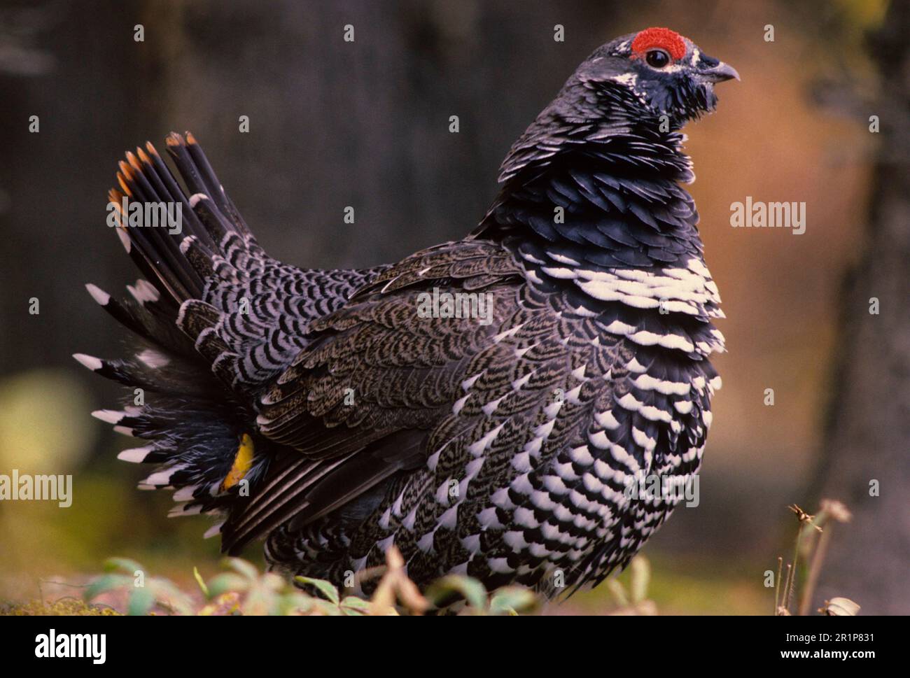 Canada grouse (Falcipennis canadensis), Spruce Grouse, Chicken, Grouse ...