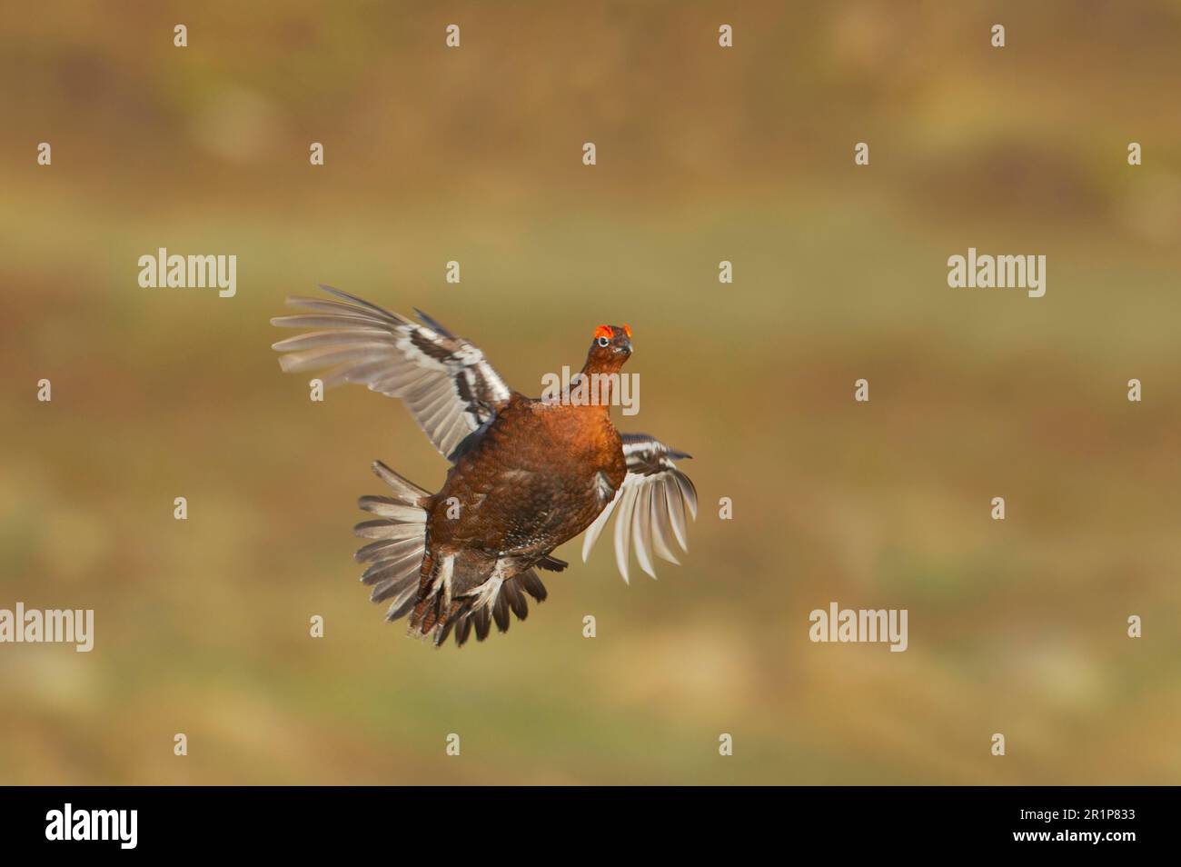 Red grouses (Lagopus lagopus scoticus), Ptarmigan, Ptarmigan, Chicken ...