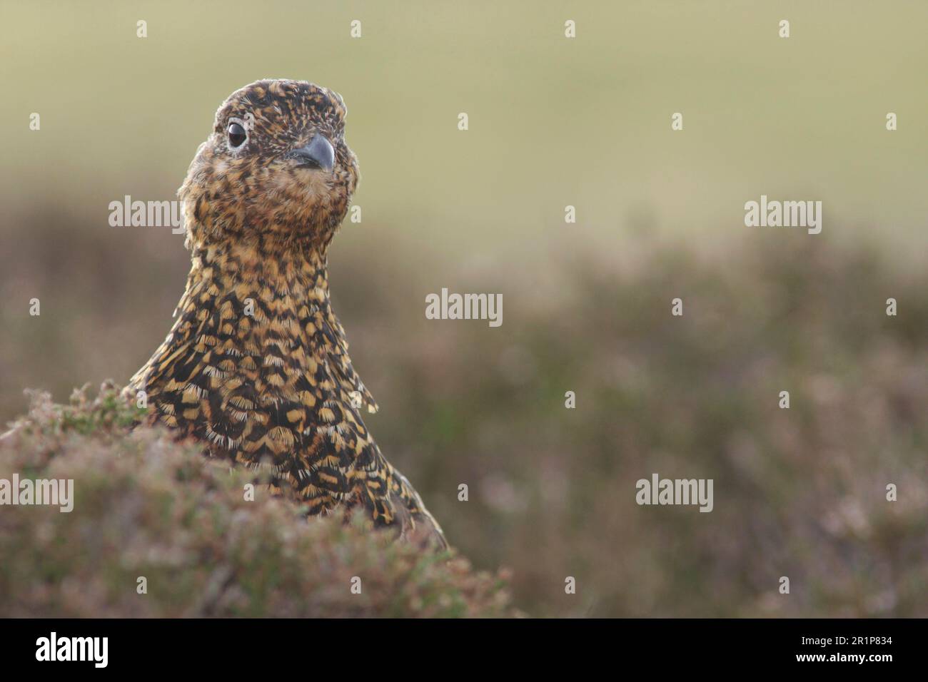 Scottish Grouse, red grouses (Lagopus lagopus scoticus), Ptarmigan ...