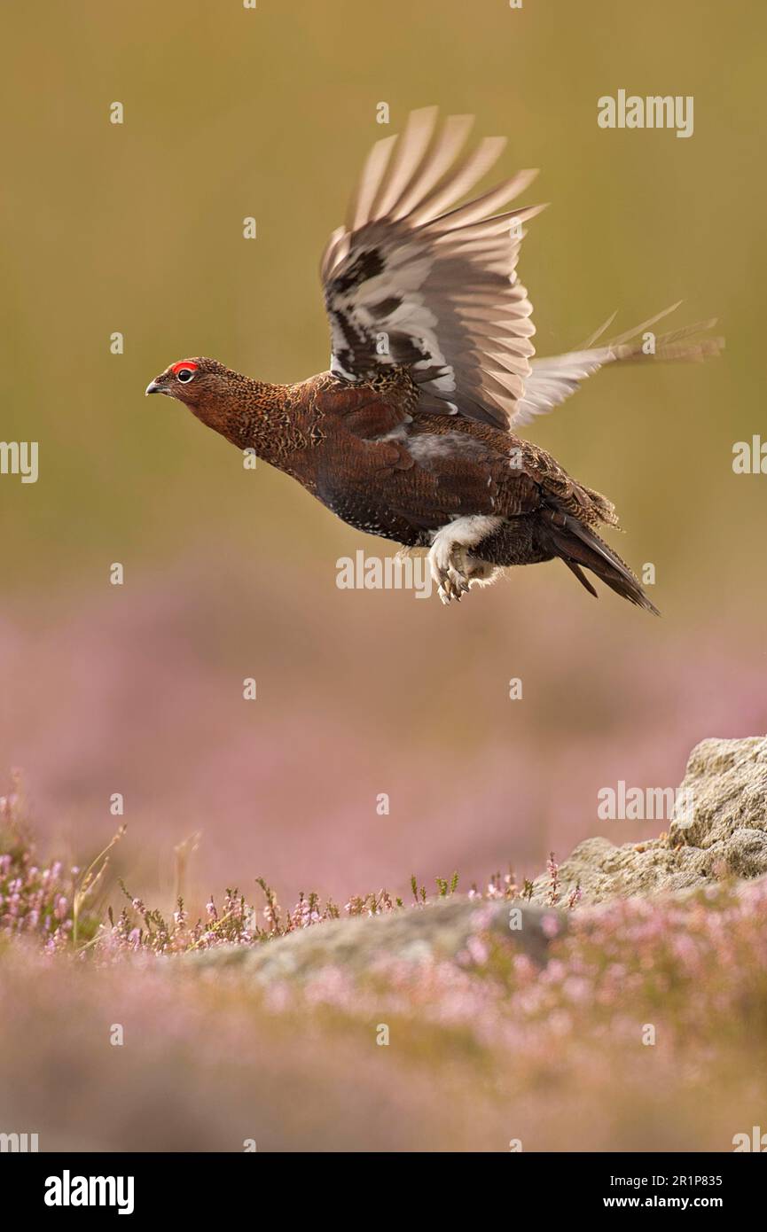 Scottish Grouse, red grouses (Lagopus lagopus scoticus), Ptarmigan ...