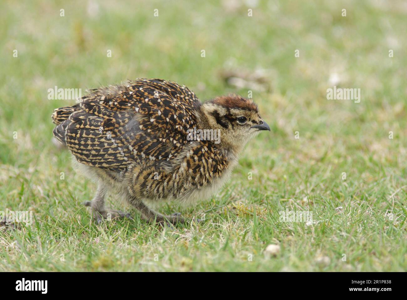 Red grouses (Lagopus lagopus scoticus), Ptarmigan, Ptarmigan, Chicken ...