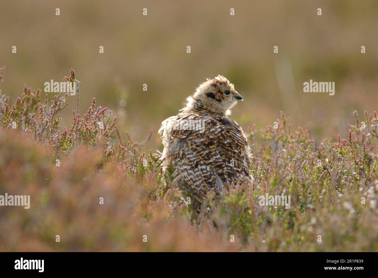 Scottish Grouse, red grouses (Lagopus lagopus scoticus), Ptarmigan ...