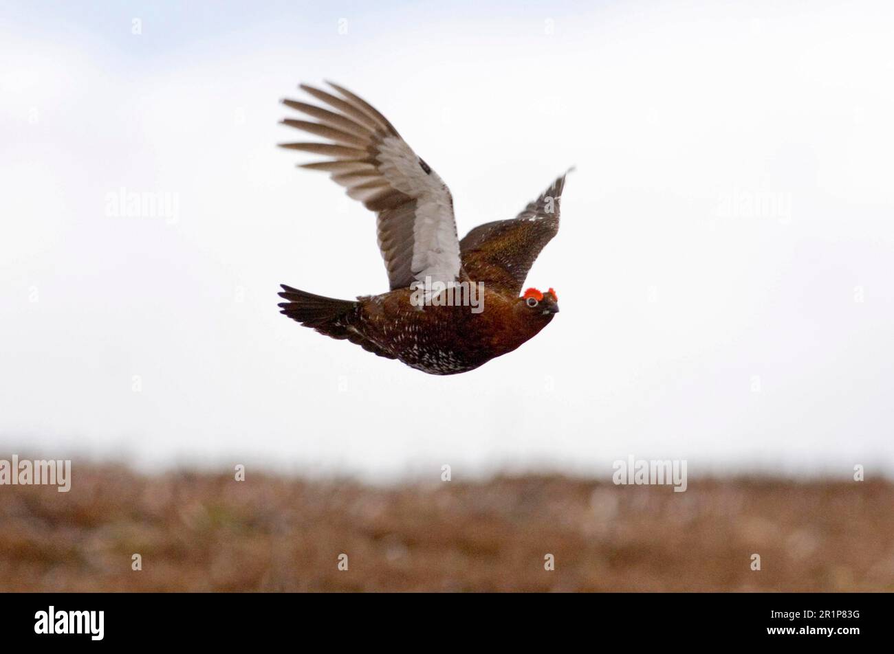 Red grouses (Lagopus lagopus scoticus), Ptarmigan, Ptarmigan, Chicken ...