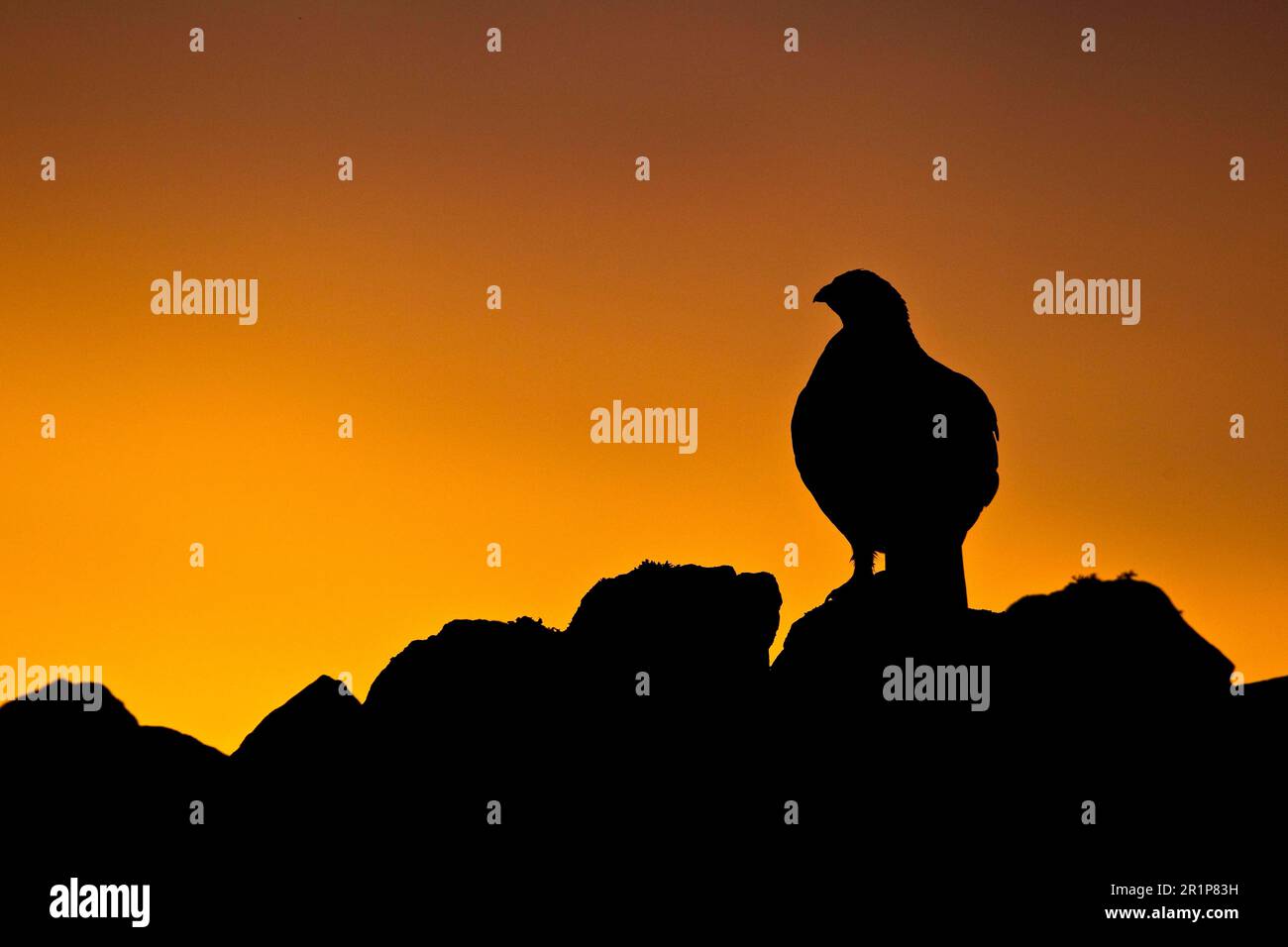 Scottish Grouse, red grouses (Lagopus lagopus scoticus), ptarmigan ...