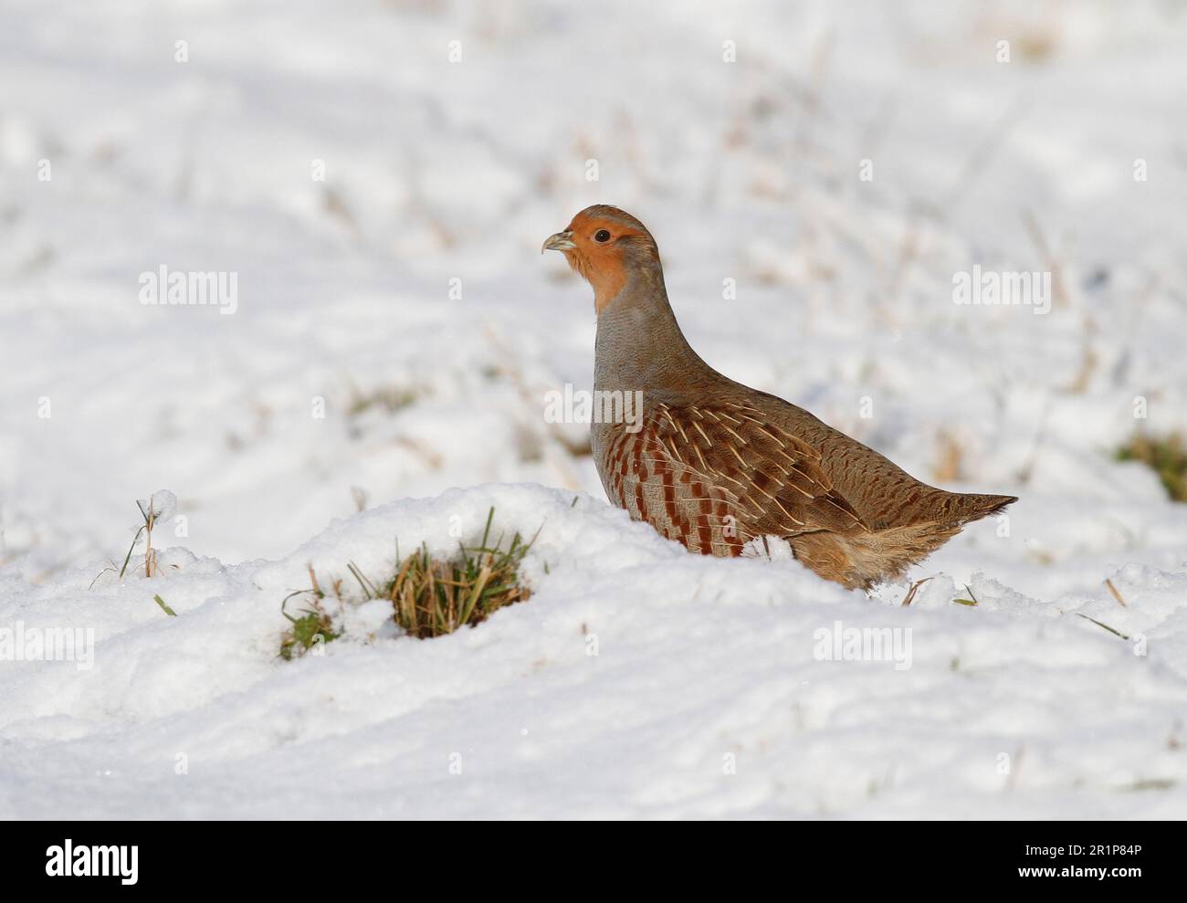 Partridge, gray partridges (Perdix perdix), chicken birds, animals ...