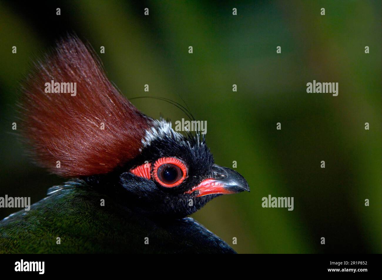 Quails face up close hi-res stock photography and images - Alamy