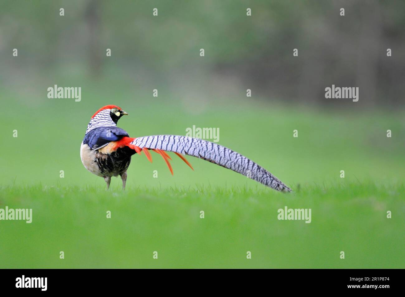 Lady Amherst's lady amherst's pheasant (Chrysolophus amherstiae ...
