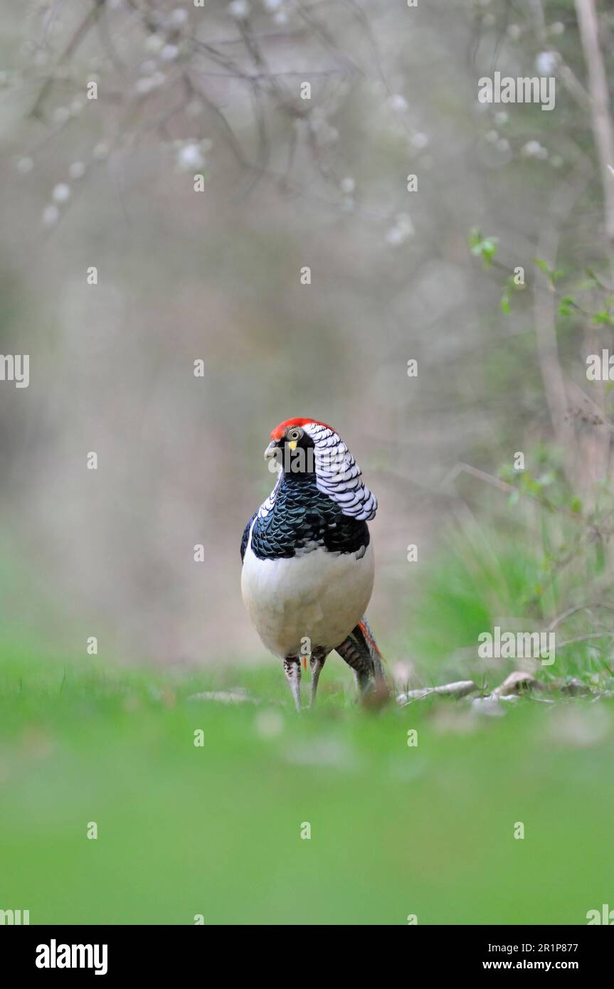 Lady Amherst's Pheasant (Chrysolophus amhertiae) introduced species ...