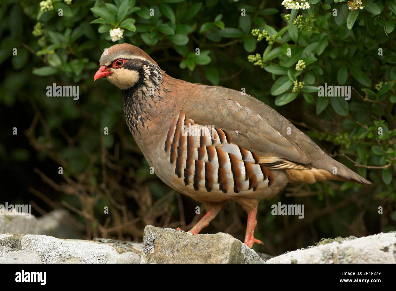 Red-legged partridge (Alectoris rufa) adult, running on dry stone wall ...