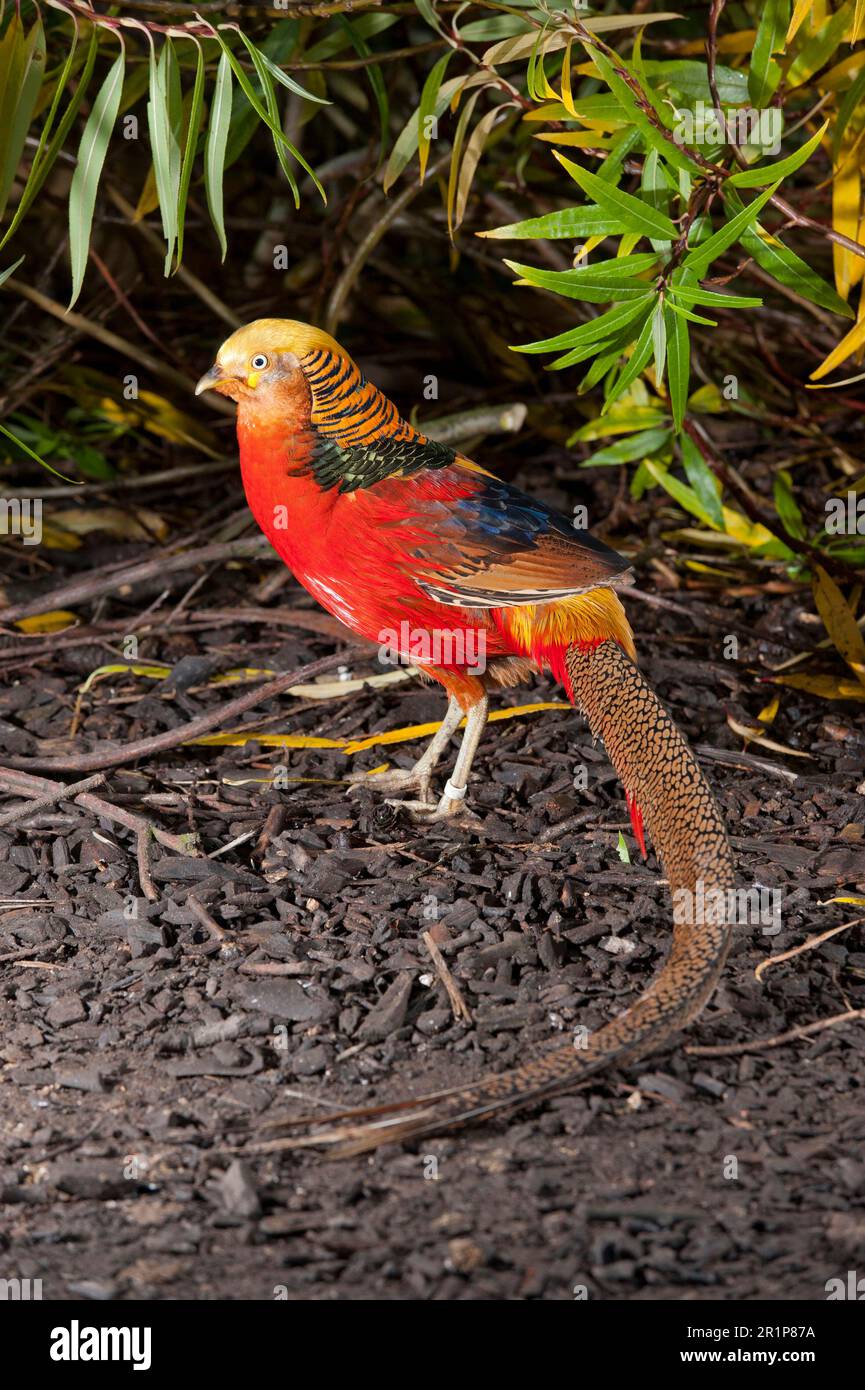 Golden pheasant (Chrysolophus pictus) adult male, standing, Whitewell ...