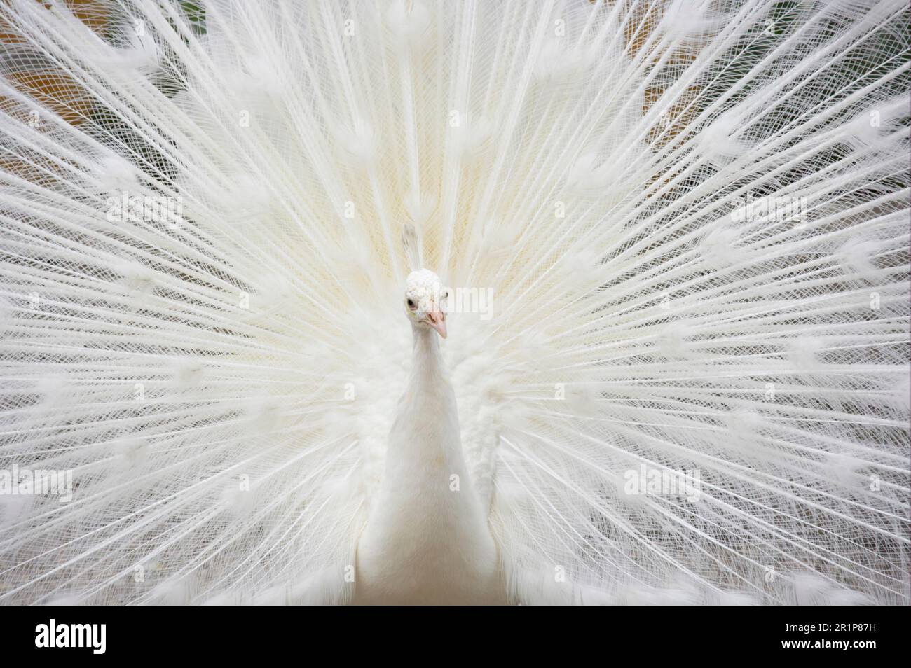 Indian peafowl (Pavo cristatus), Blue peacocks, Chicken birds, Animals ...