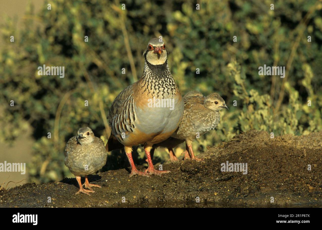 The partridge family hi-res stock photography and images - Alamy
