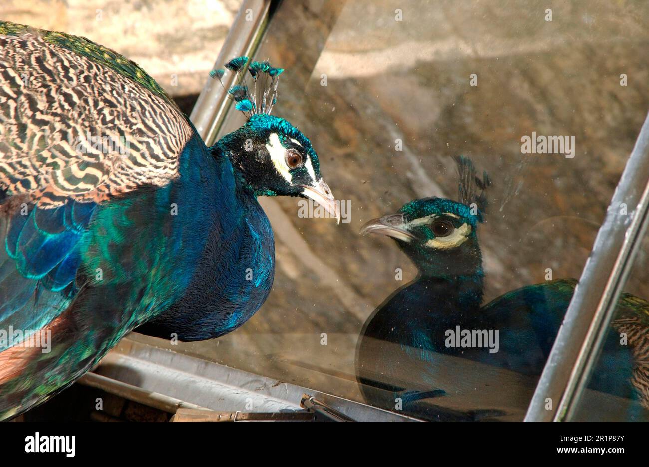 Indian rover bird hi-res stock photography and images - Alamy