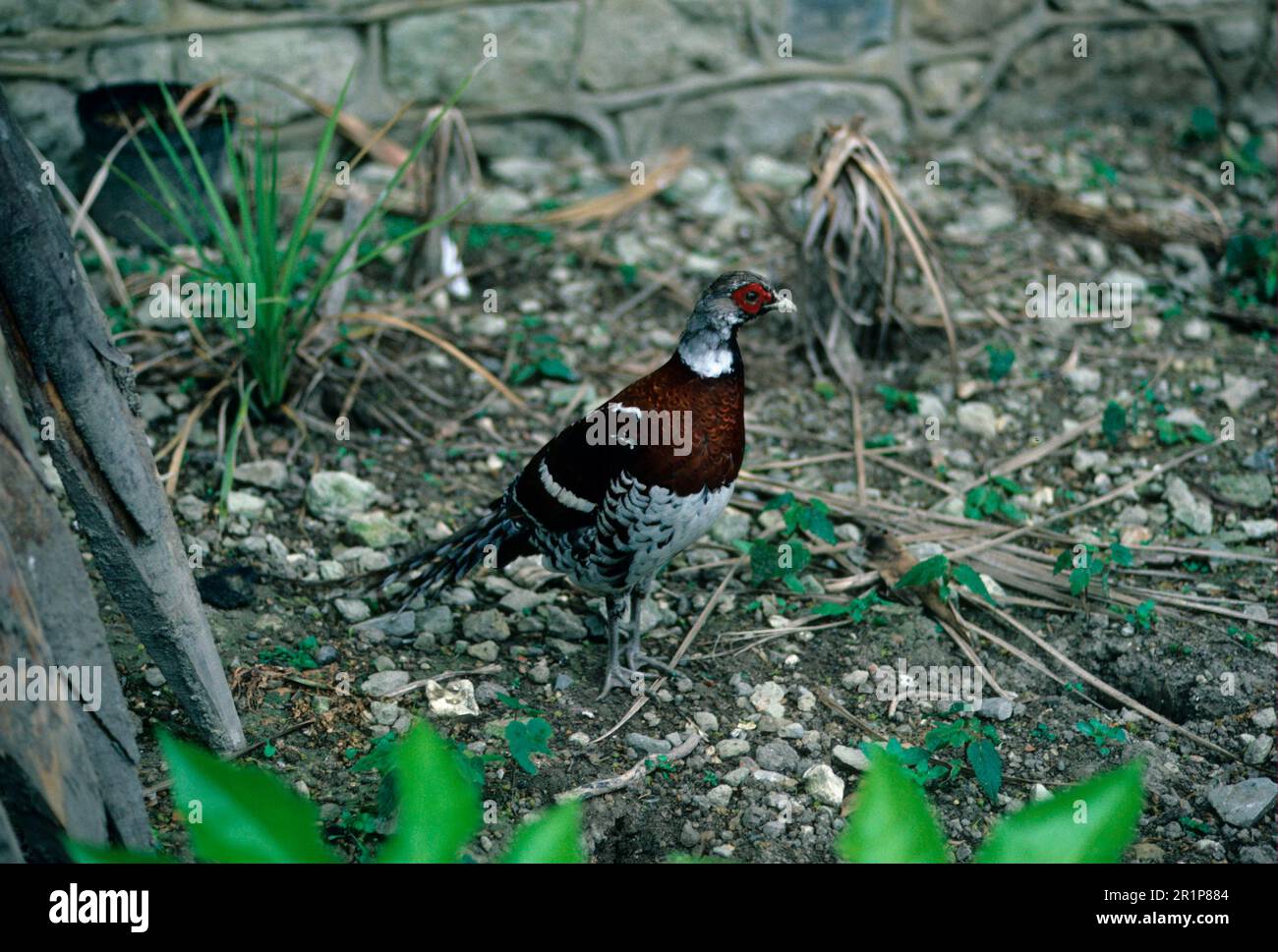 Elliotic elliot's pheasant (Syrmaticus ellioti) Standing on the ground ...