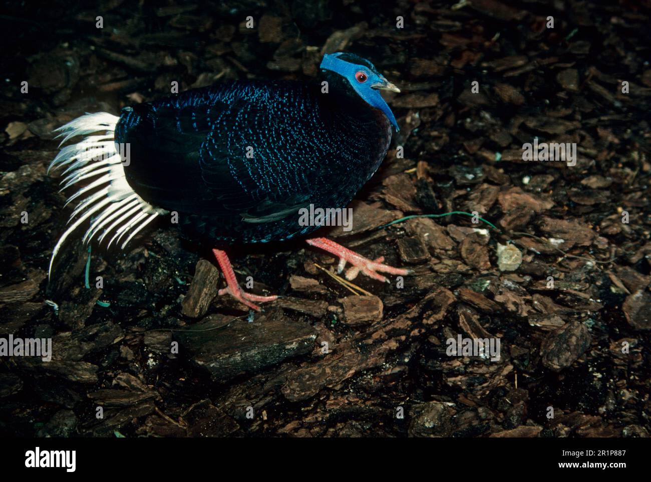 Bulwer's Pheasant, White-tailed Pheasant, White-tailed Pheasant, Bulwer's Pheasant, White-tailed ...