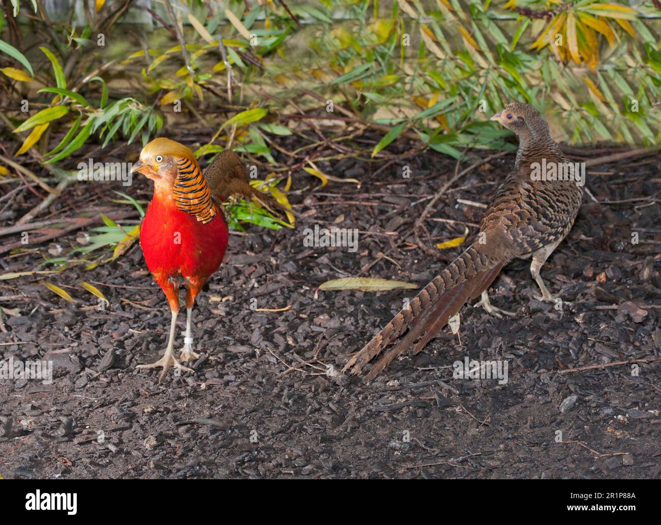Golden pheasant (Chrysolophus pictus) adult pair, standing, Whitewell ...