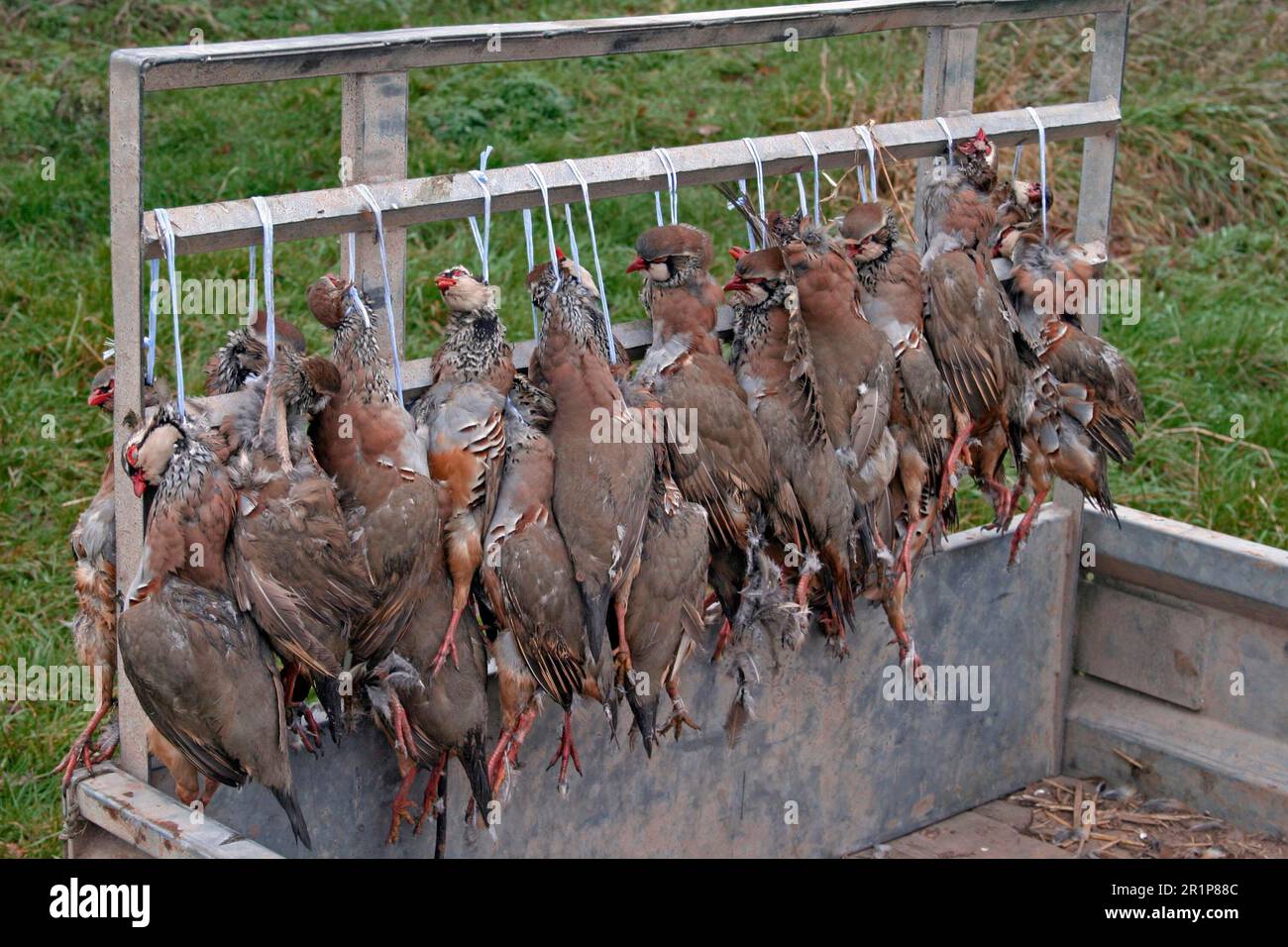 Dead partridge hi-res stock photography and images - Alamy