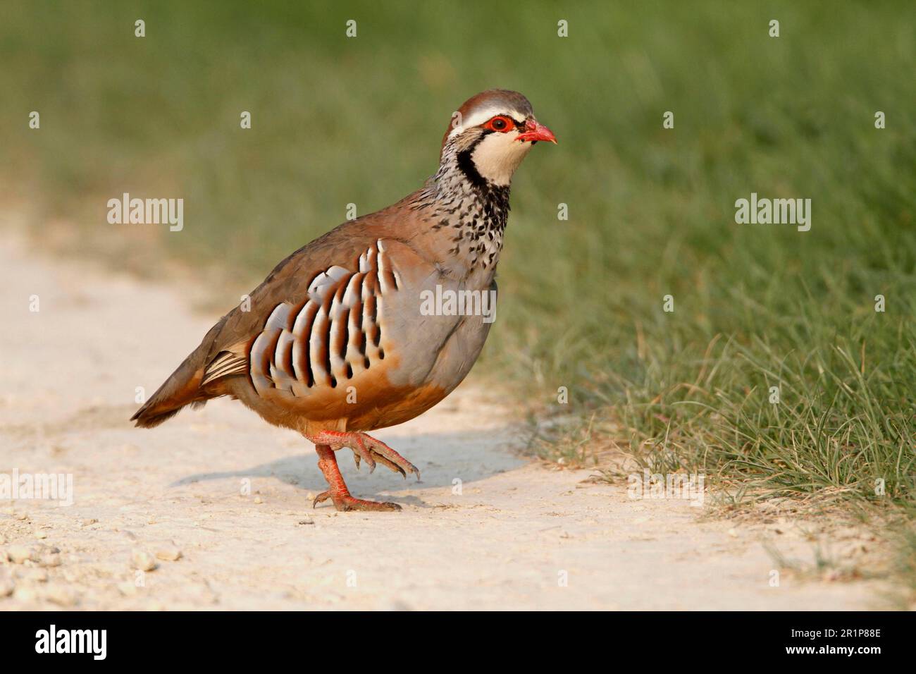 Chicken run country hi-res stock photography and images - Alamy