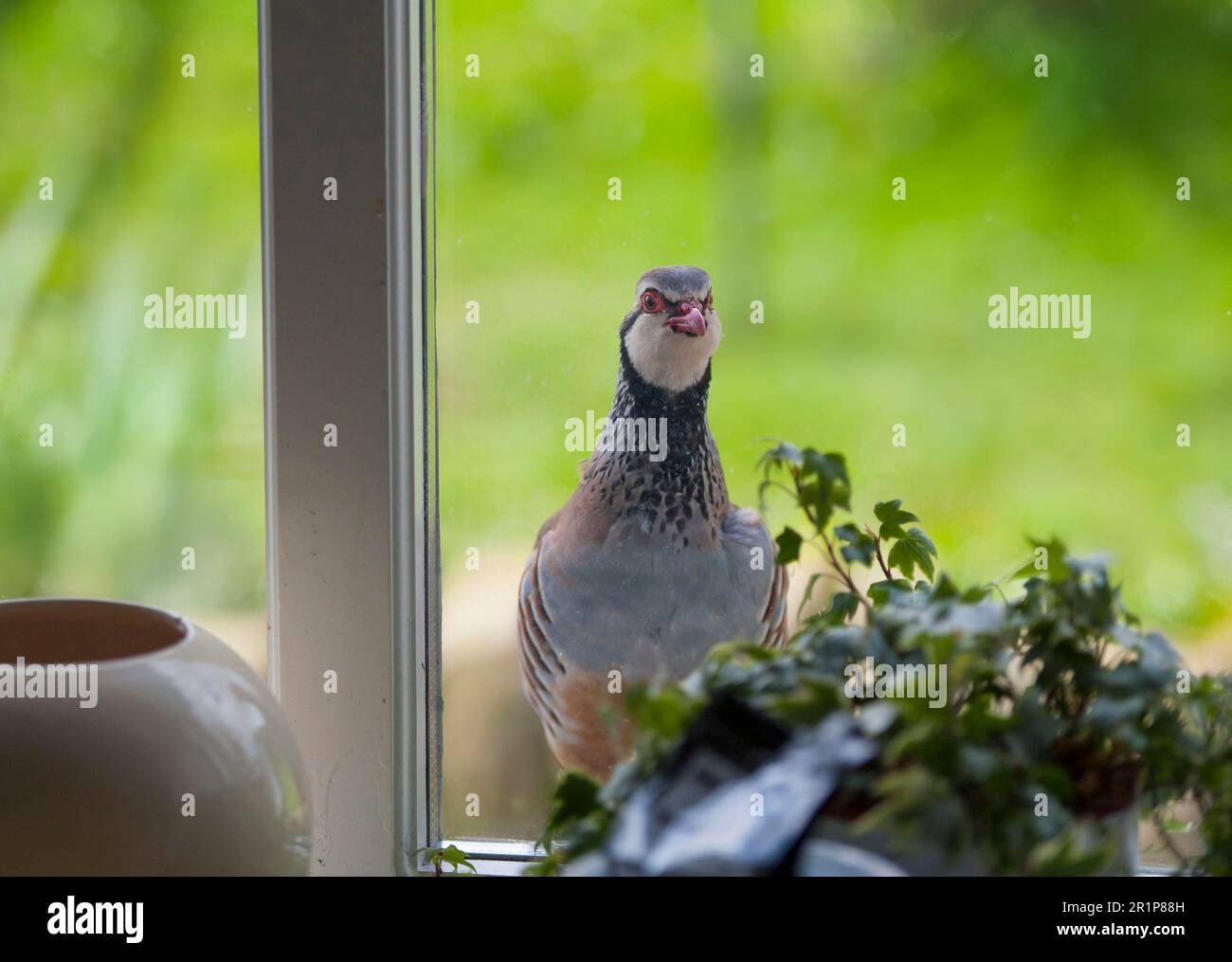 Red-legged partridge (Alectoris rufa) adult, view in house window ...