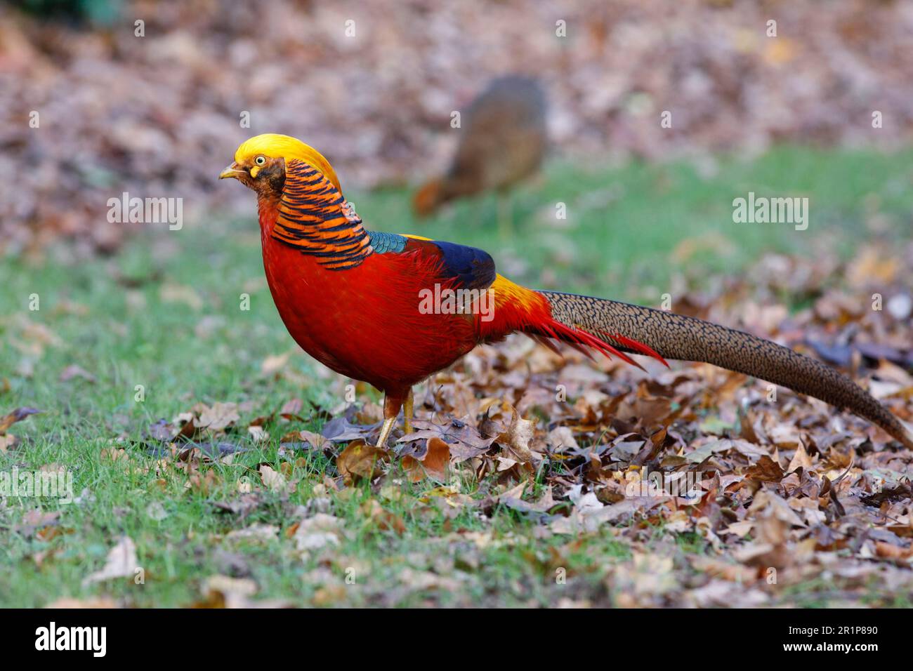 Golden pheasant (Chrysolophus pictus) introduced species, adult male ...