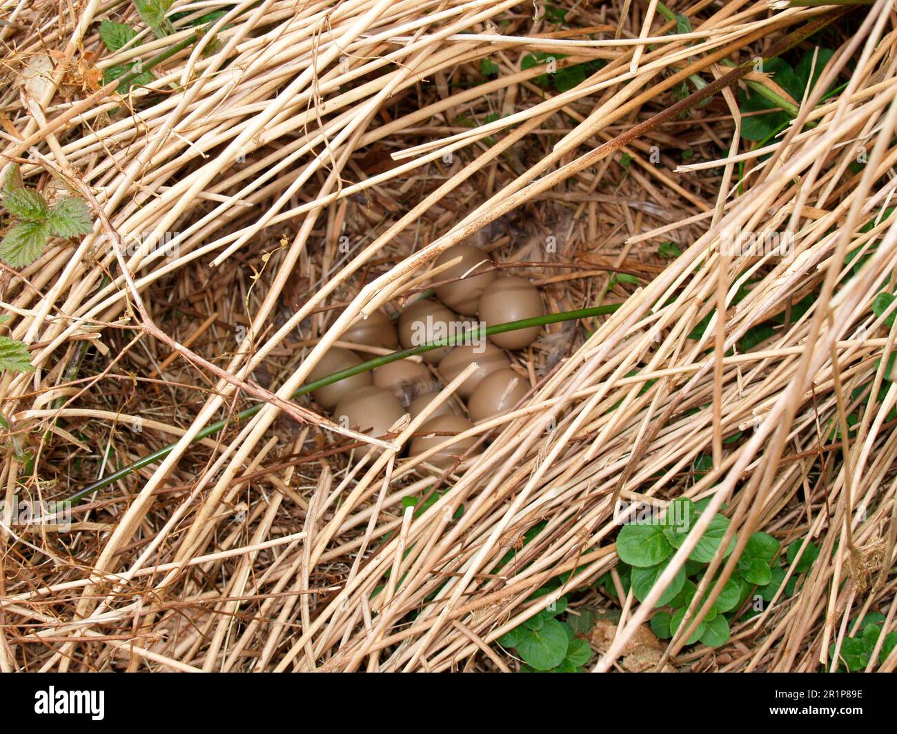 Hunting Pheasant, pheasants, Pheasant, Chicken Birds, Animals, Birds ...