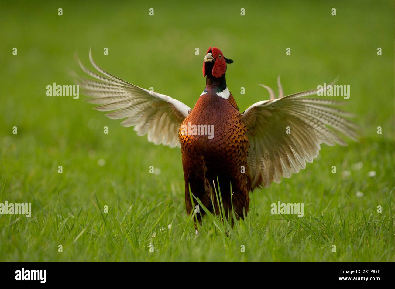 Hunting Pheasant, pheasants, Pheasant, Chicken Birds, Animals, Birds ...
