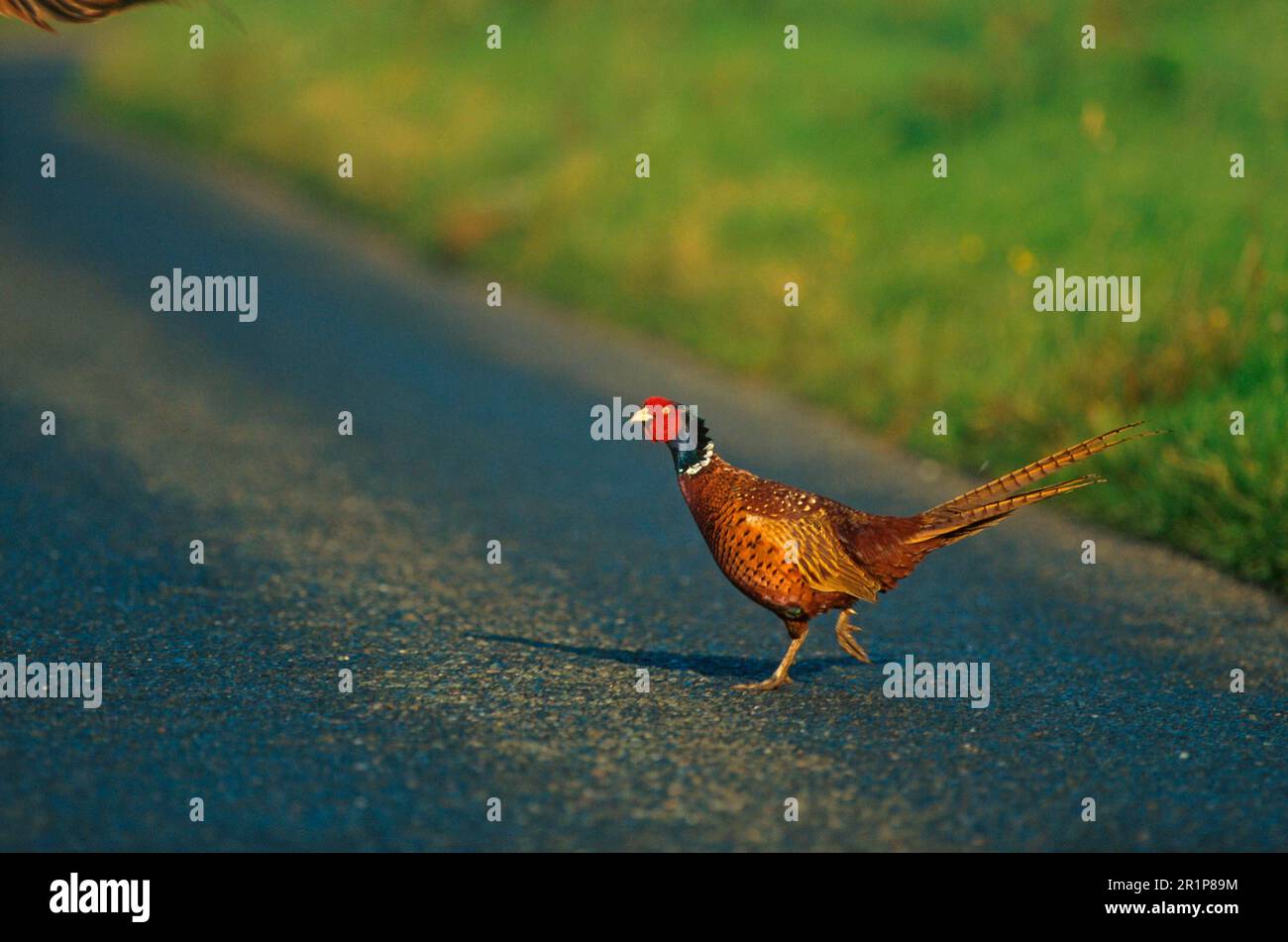 Hunting Pheasant, pheasants, Pheasant, Chicken Birds, Animals, Birds ...