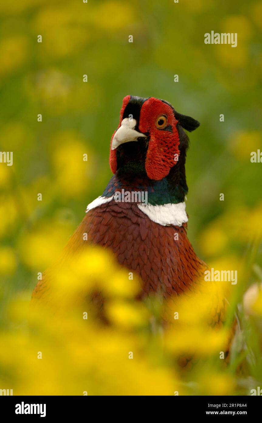 Hunting Pheasant, pheasants, Pheasant, Chicken Birds, Animals, Birds ...