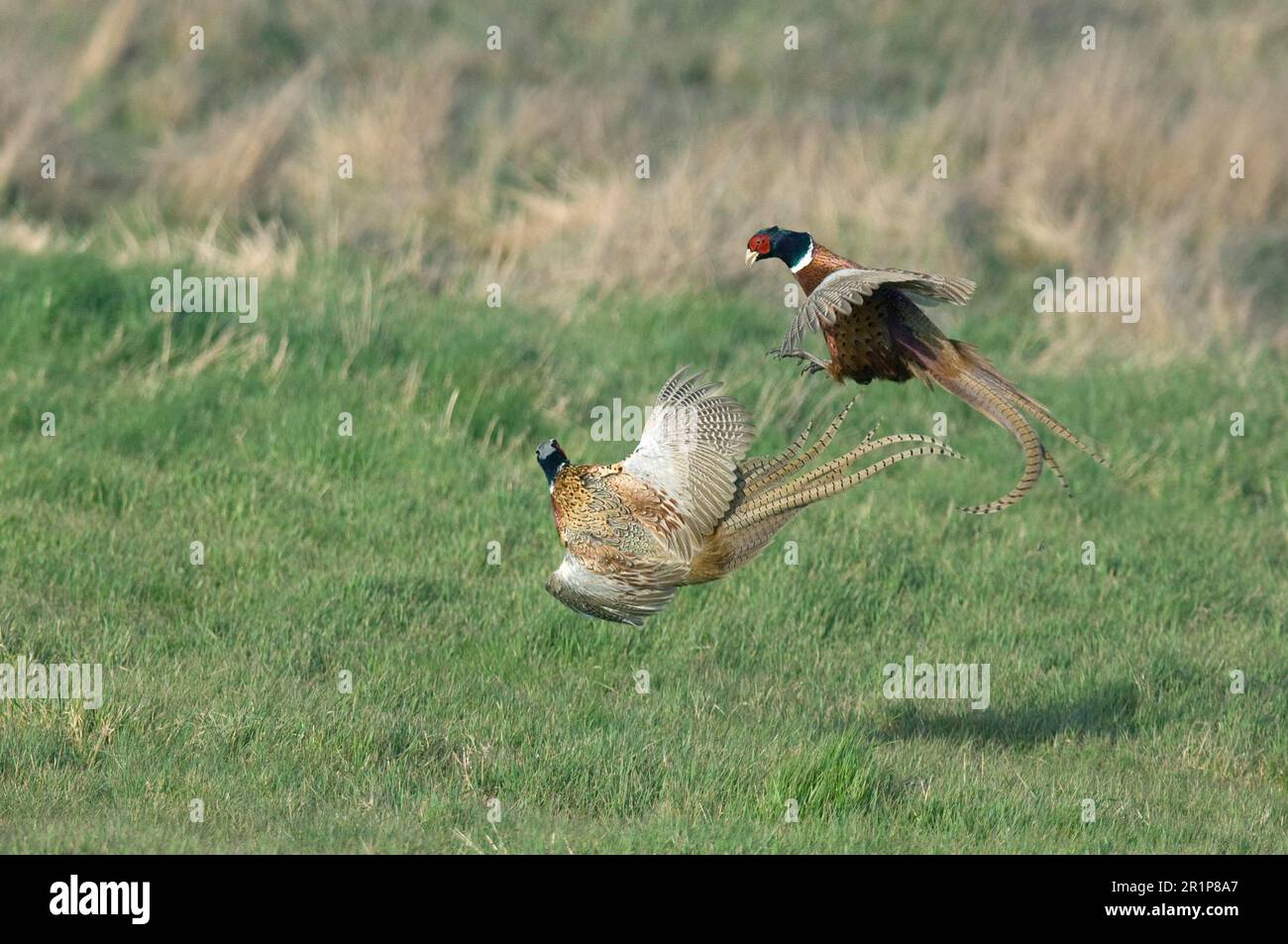 Common Pheasant (Phasianus colchicus) two adult males, fighting, Elmley ...