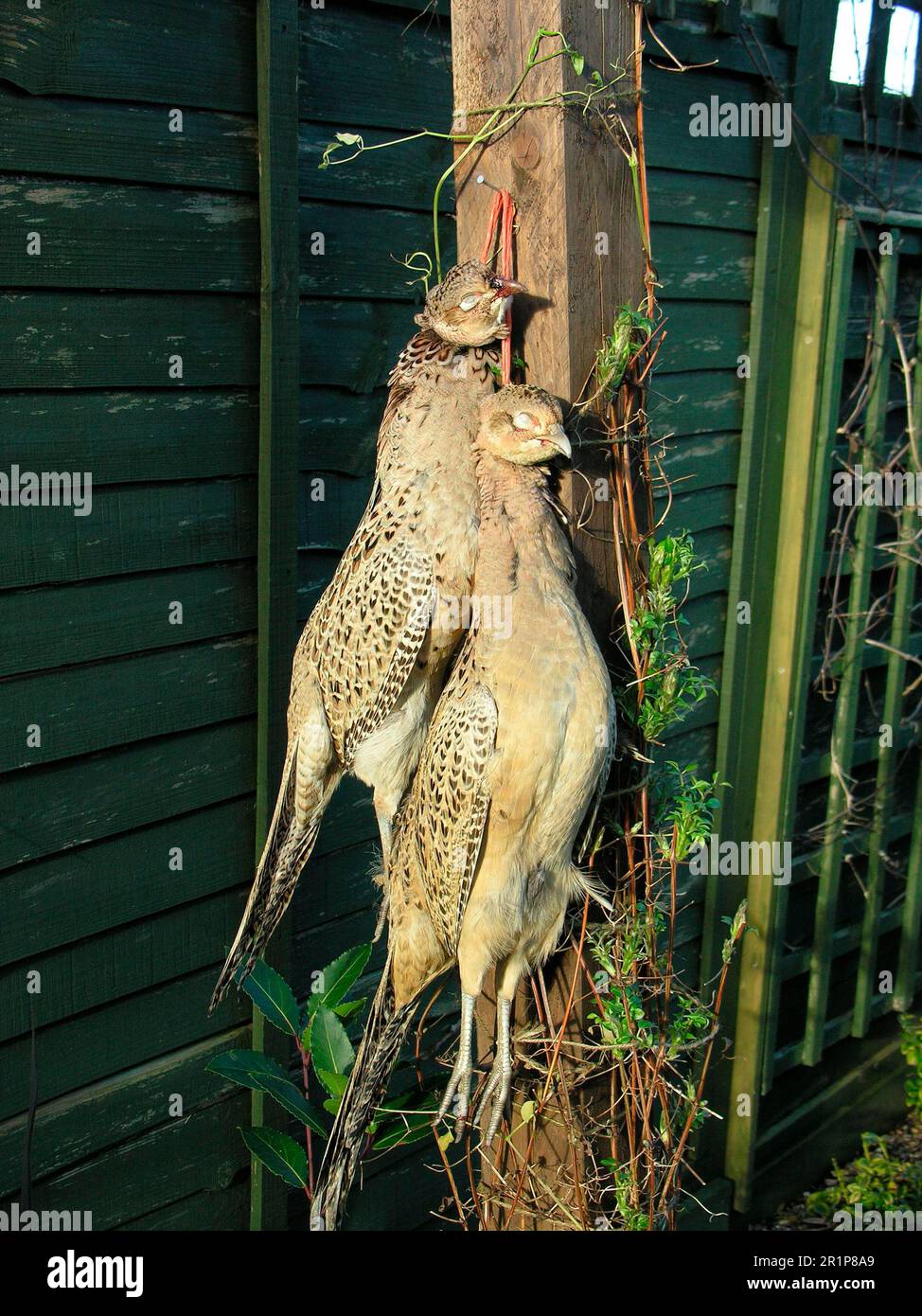 Common pheasant (Phasianus colchicus) Brace of hens, after shooting ...