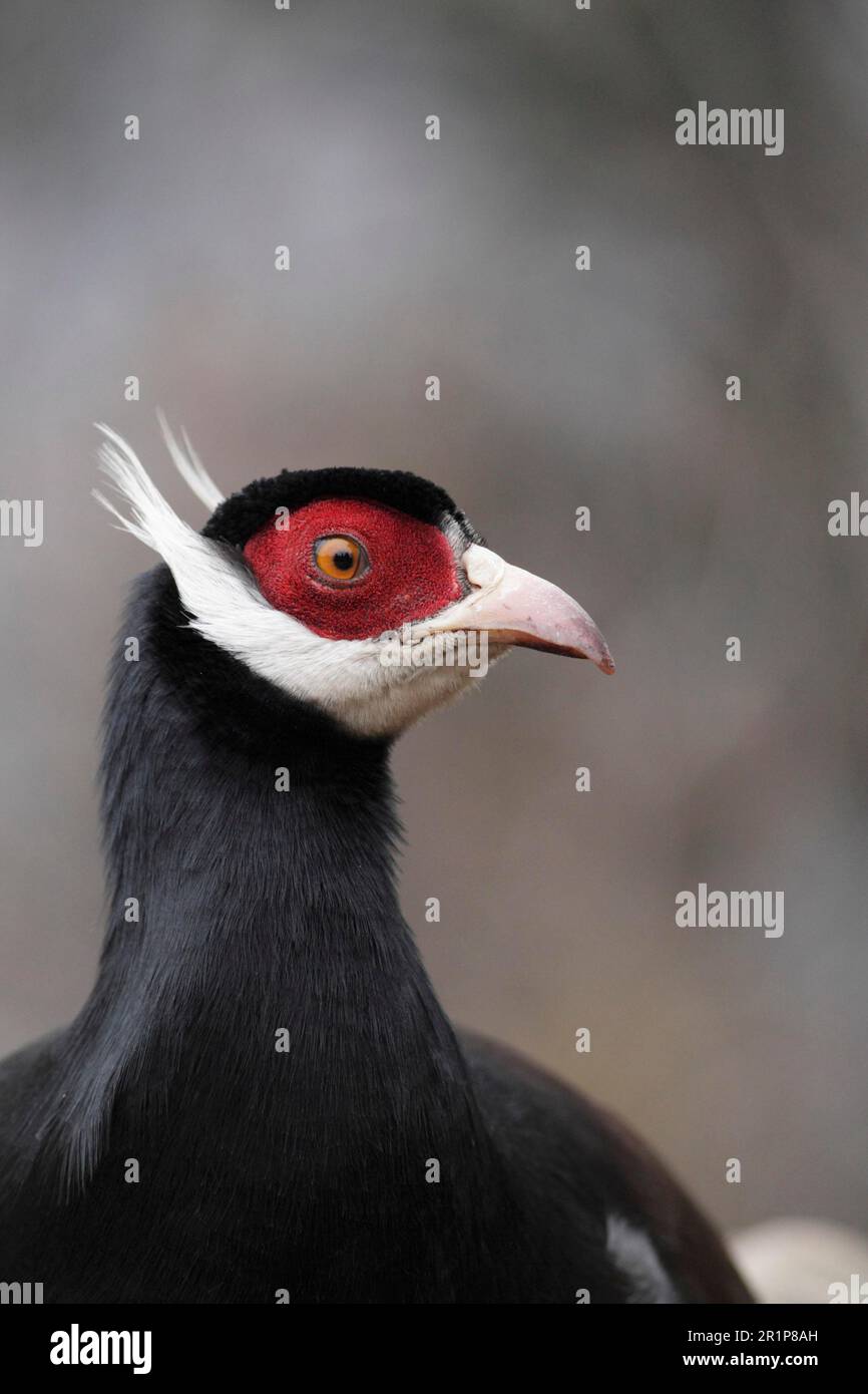 Brown Eared-pheasant (Crossoptilon mantchuricum) adult, close-up of ...