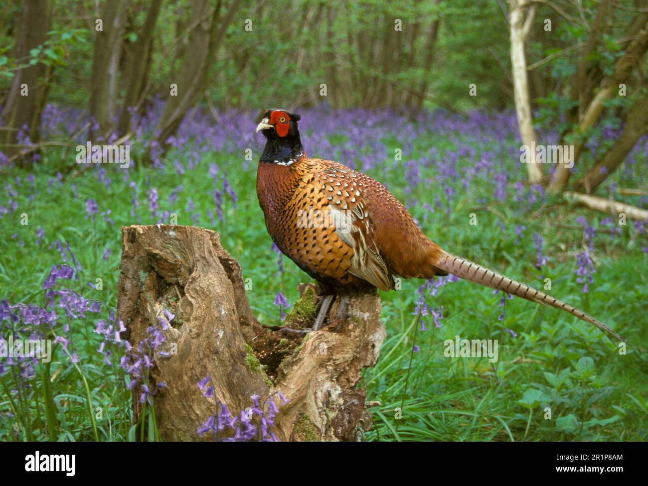 Ring-necked pheasant (Phasianus colchicus) male on tree stump in ...