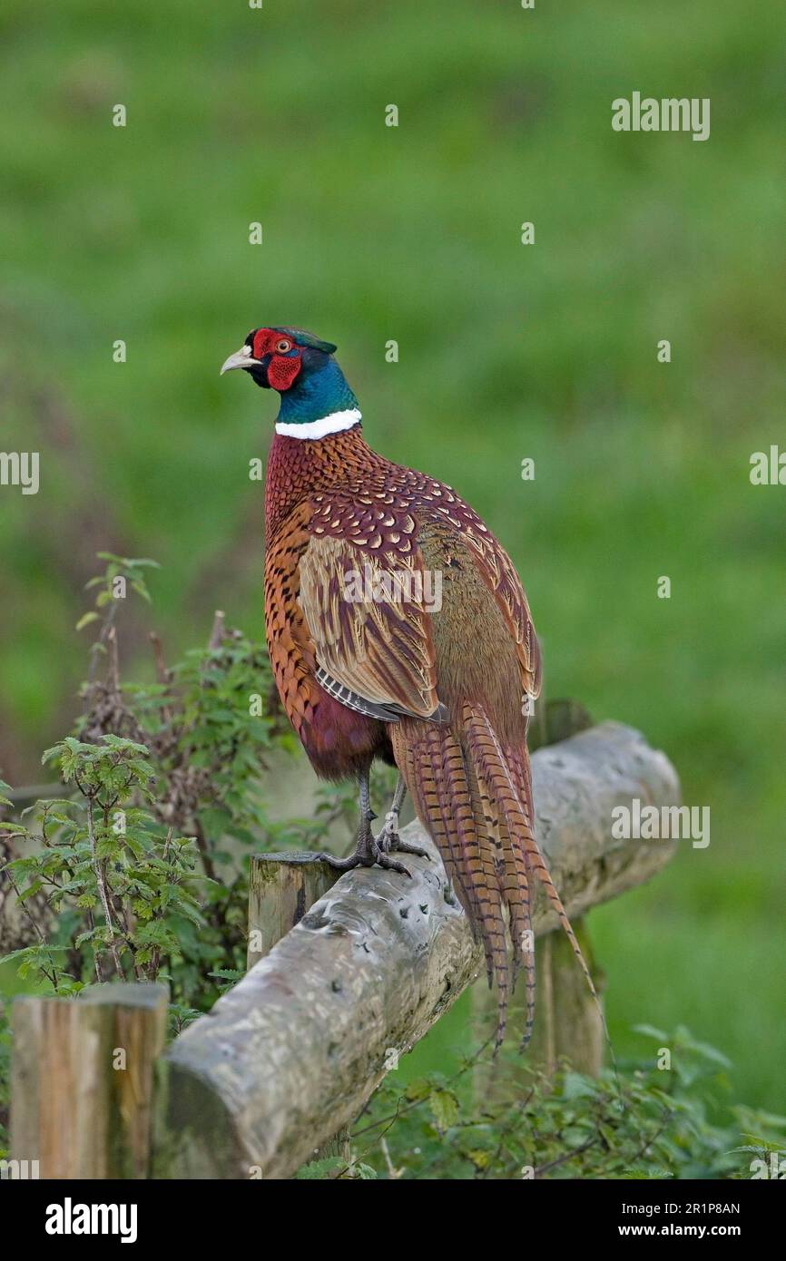 Common pheasant (Phasianus colchicus), adult male, standing on fence ...