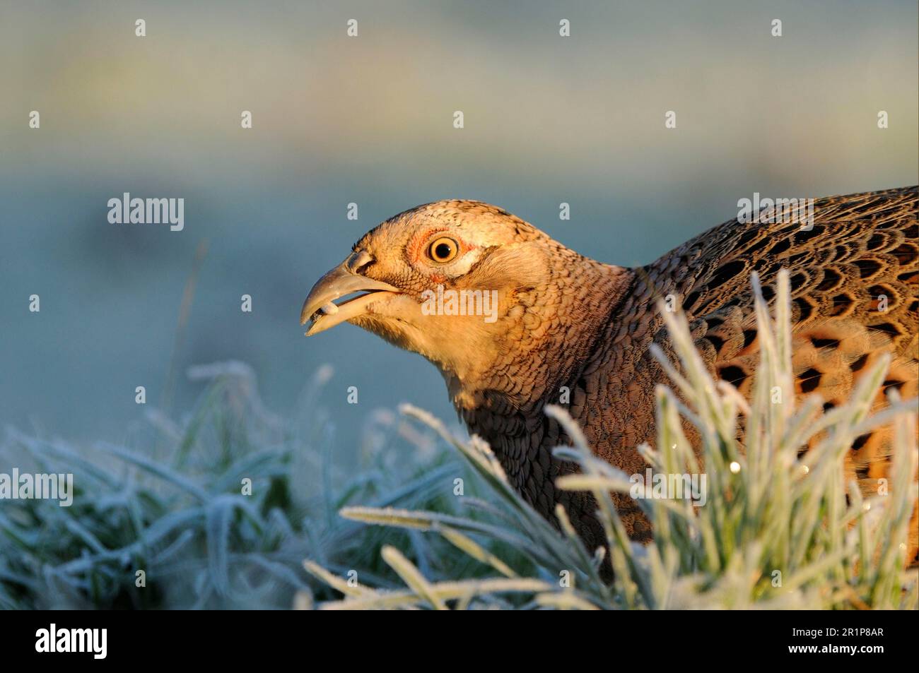 Common pheasant (Phasianus colchicus), adult female, feeding on seeds ...