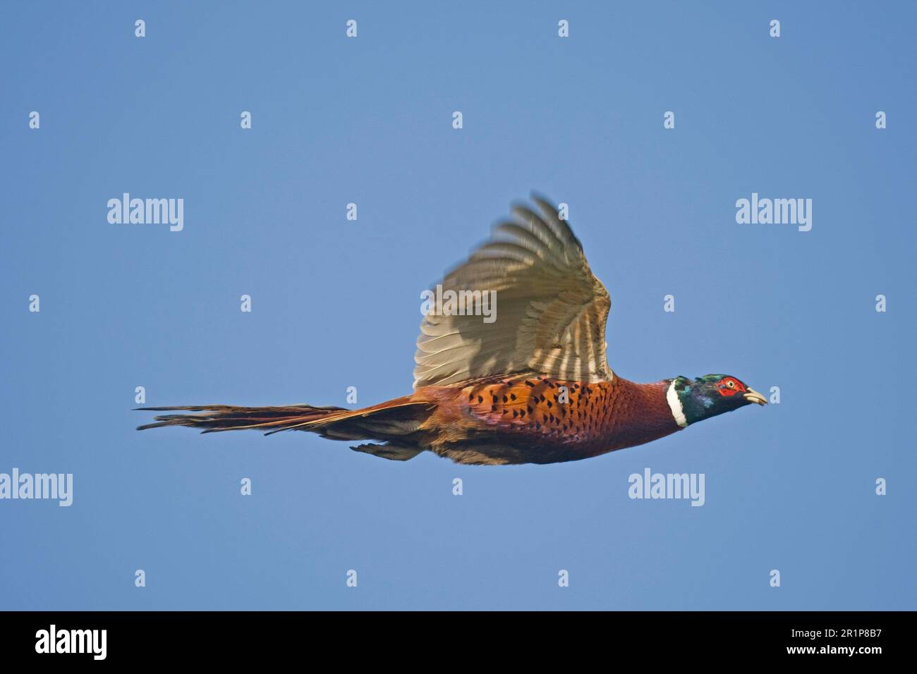 Hunting Pheasant, pheasants, Pheasant, Chicken Birds, Animals, Birds ...