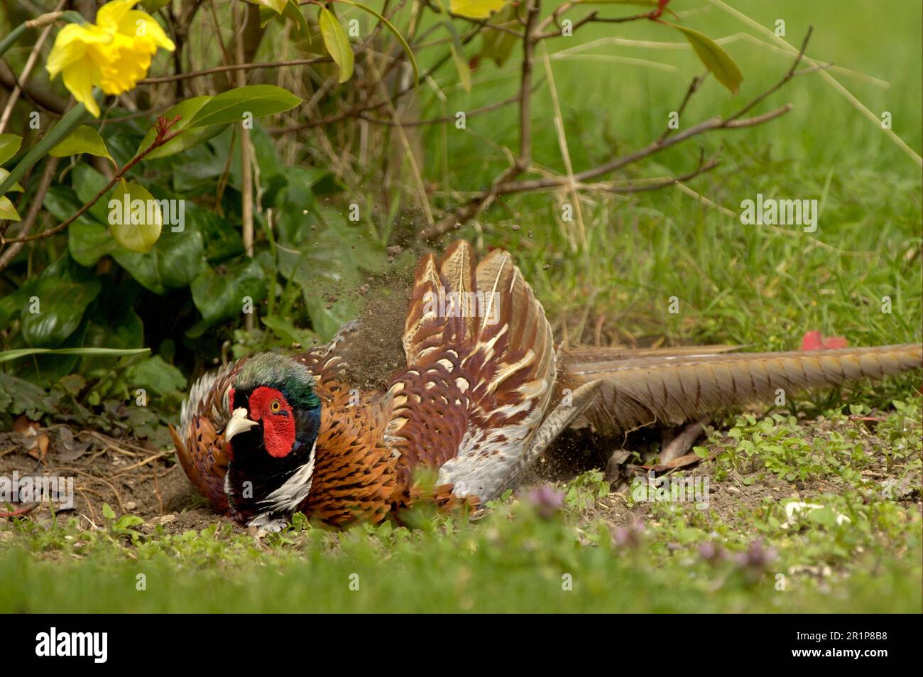 Hunting Pheasant, pheasants, Pheasant, Chicken Birds, Animals, Birds ...