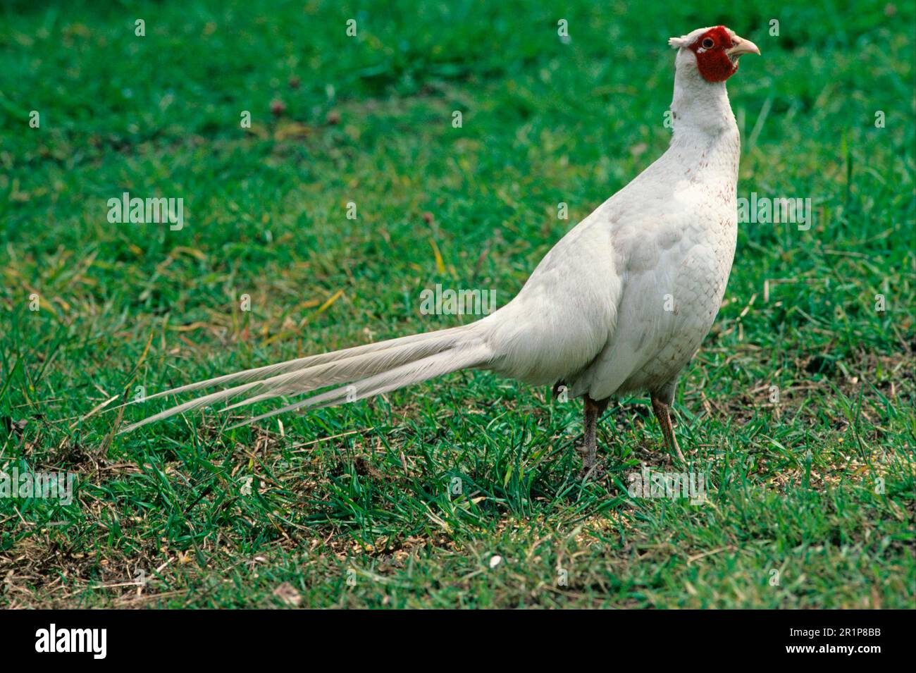 Hunting Pheasant, pheasants, Pheasant, Chicken Birds, Animals, Birds ...