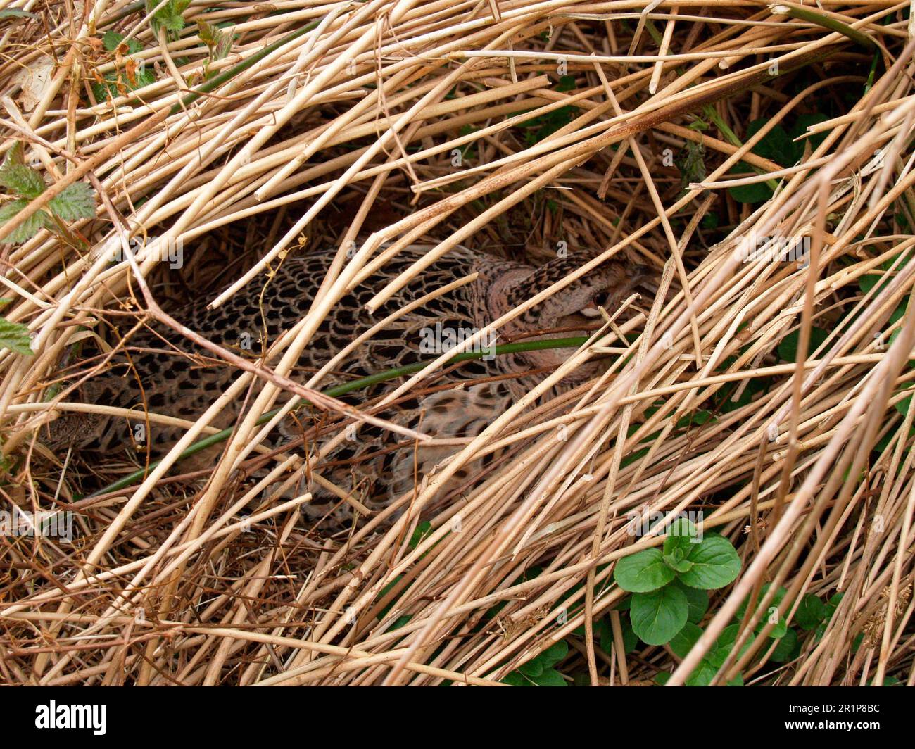 Common pheasant (Phasianus colchicus) adult female on nest, incubating ...