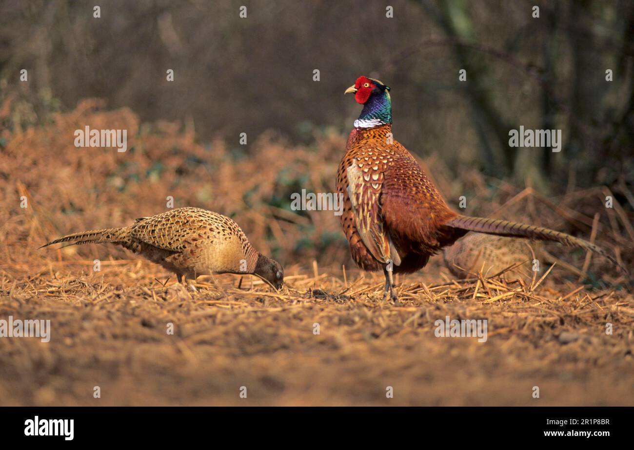 Common Pheasant (Phasianus colchicus) adult male, with female feeding ...