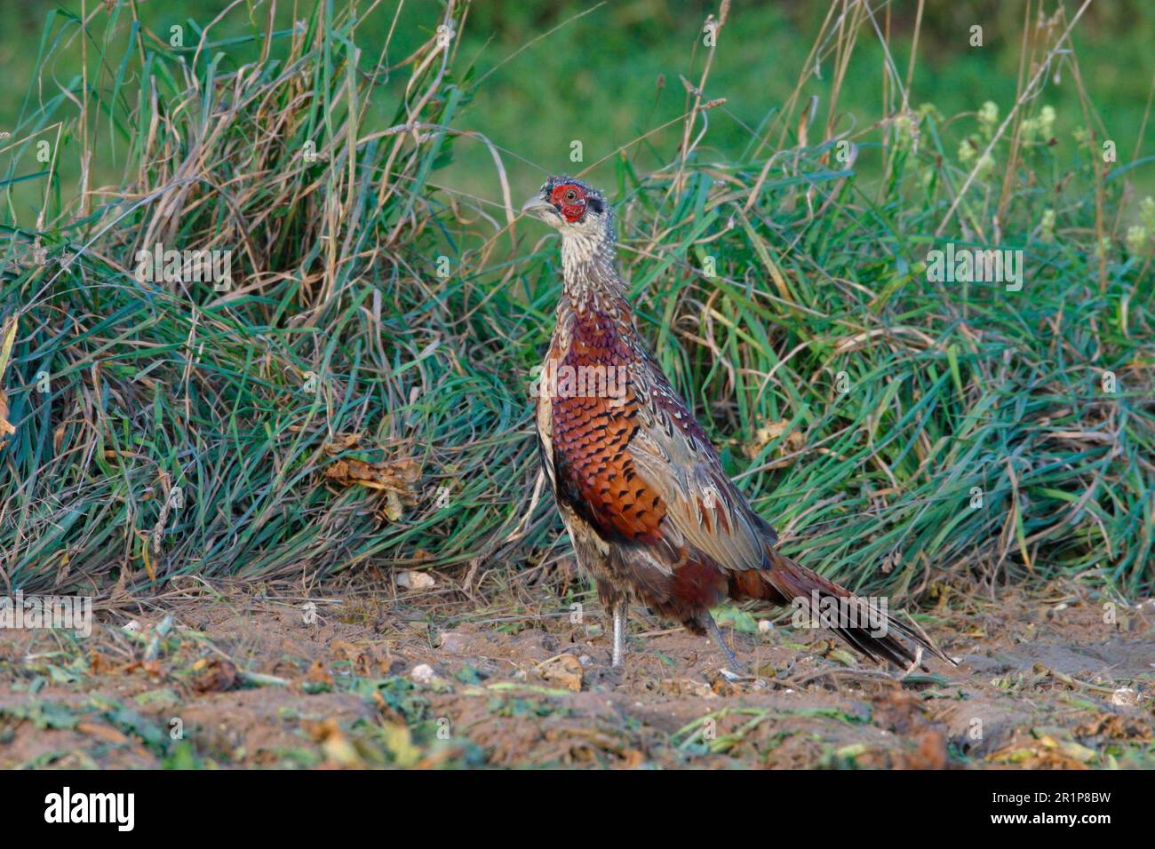 Hunting pheasant, pheasants (Phasianus colchicus), pheasant, chicken ...